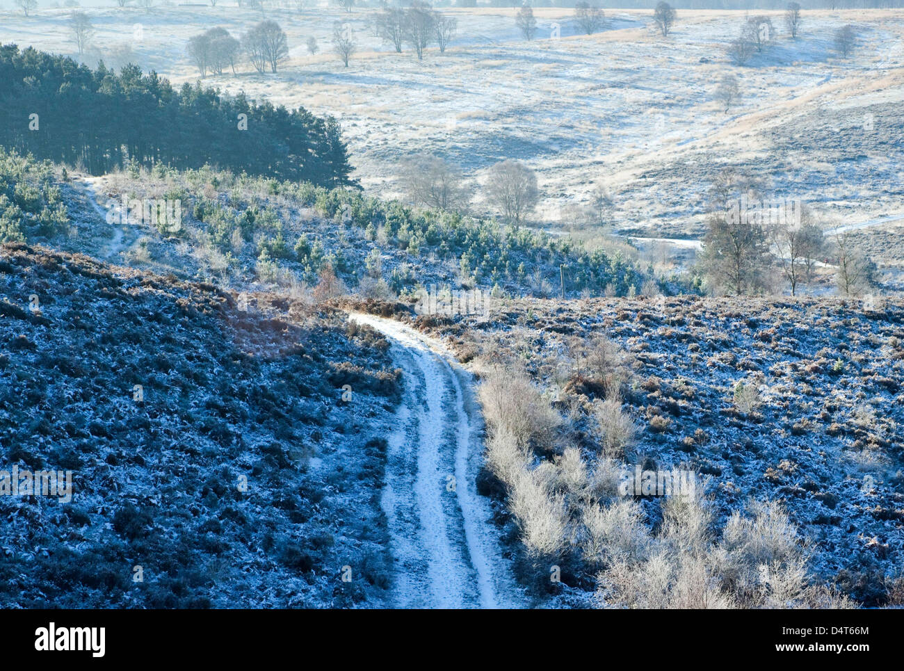 Frosty late autumn hill paths above Sherbrook Valley Cannock Chase ...
