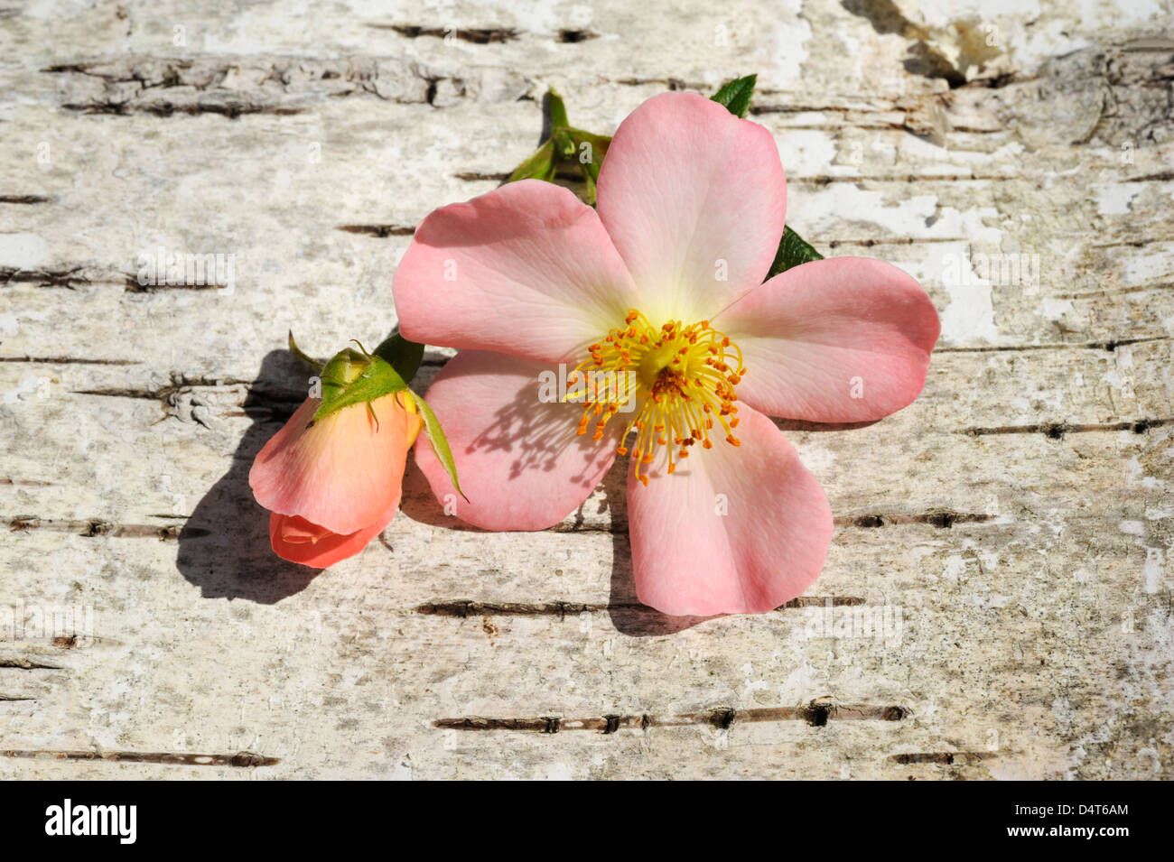 Roses For Seasons High Resolution Stock Photography and Images - Alamy