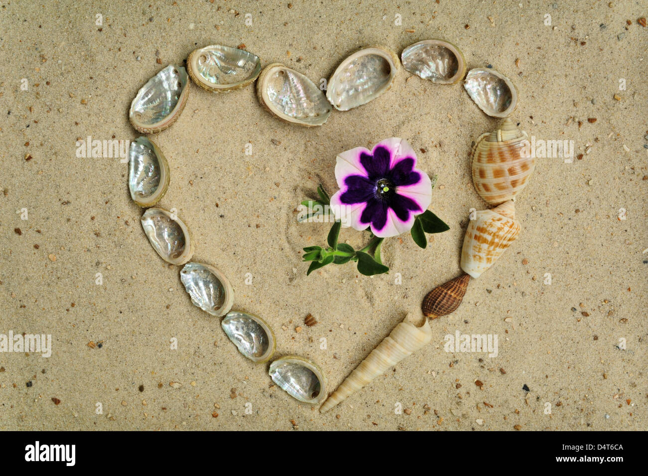 Heart shaped shells hi-res stock photography and images - Alamy