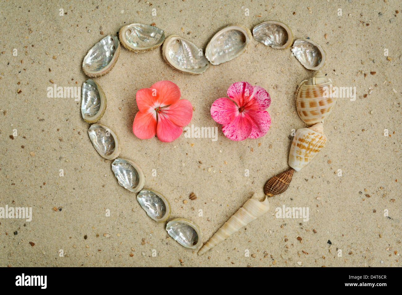 Heart shaped shells hi-res stock photography and images - Alamy