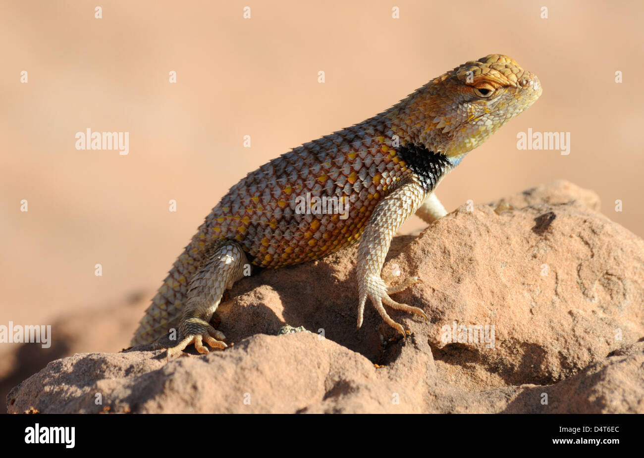 Desert spiny lizard hi-res stock photography and images - Alamy