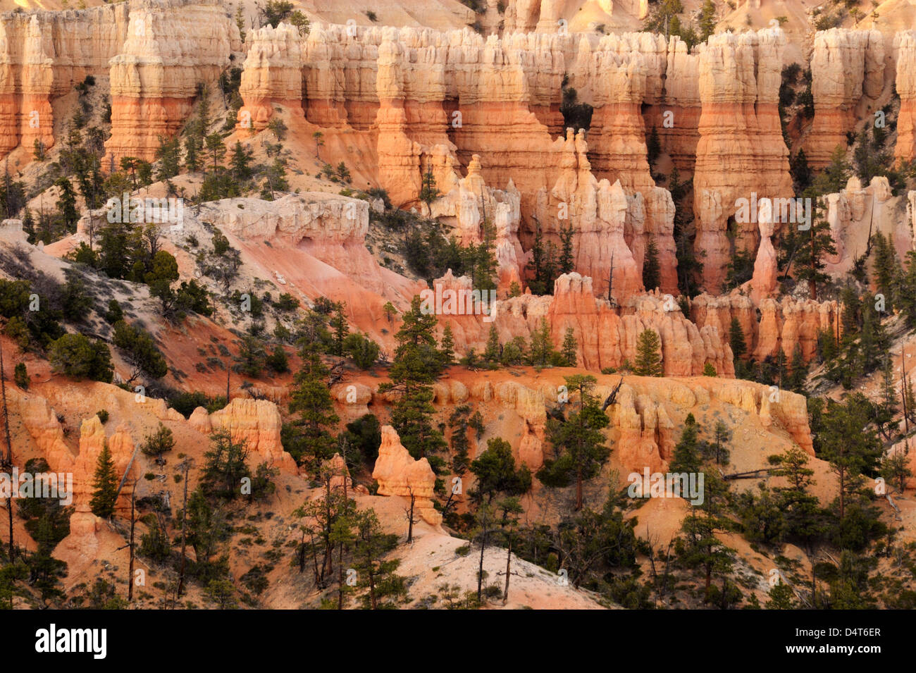 salmon colored cliffs after sunset in Bryce Canyon Stock Photo - Alamy