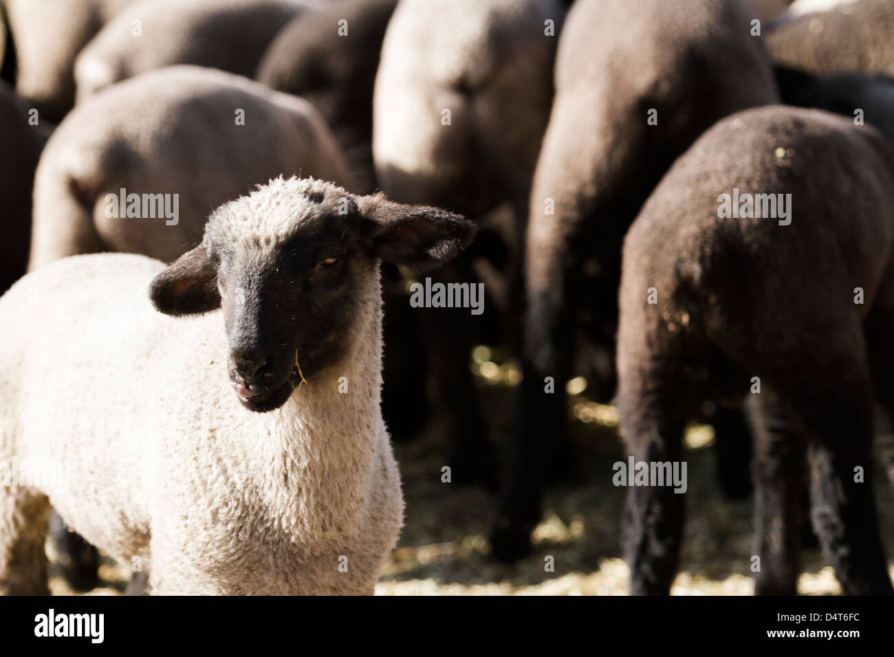 Lamds hi-res stock photography and images - Alamy