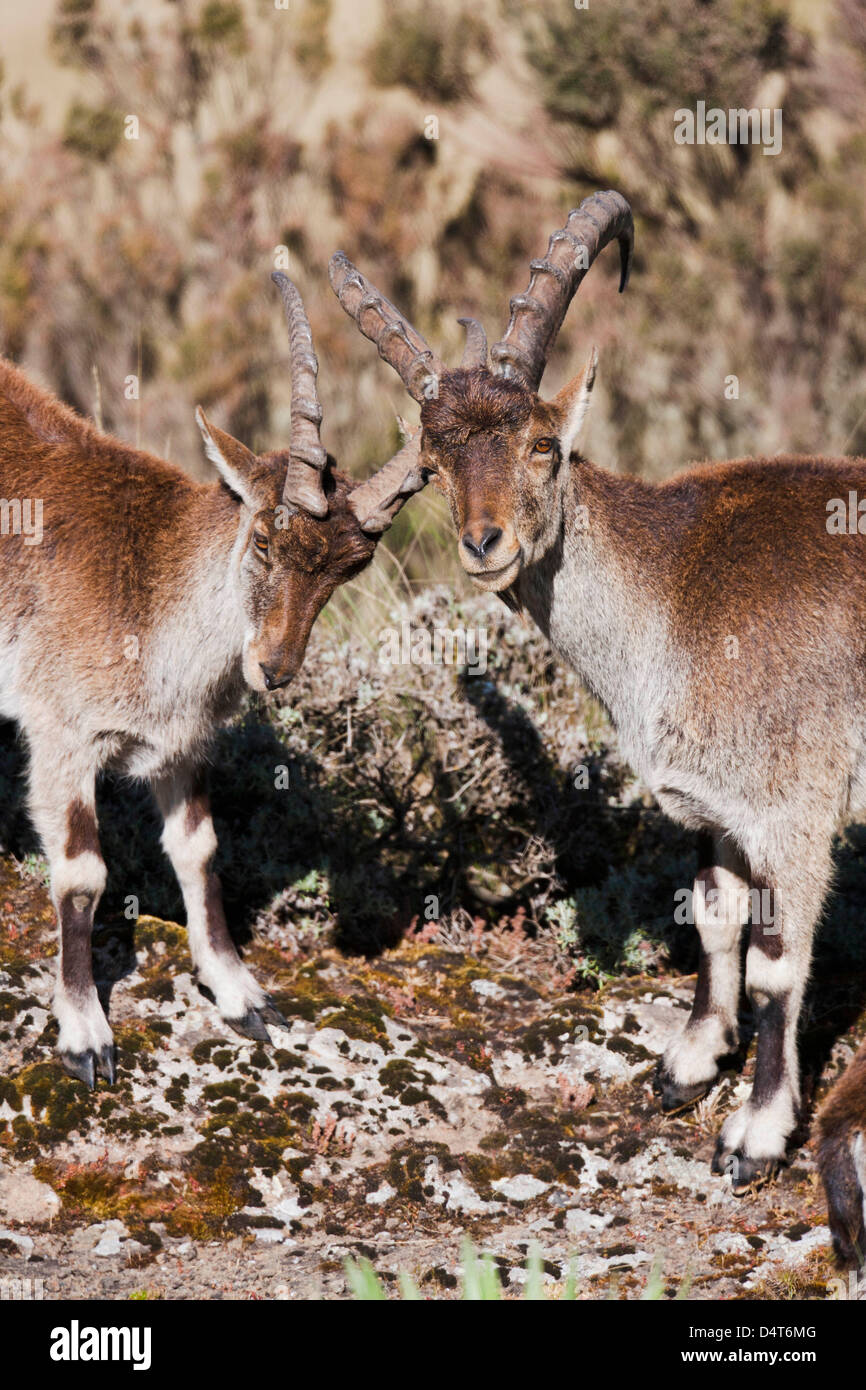 Walia ibex capra walie semien hi-res stock photography and images - Alamy