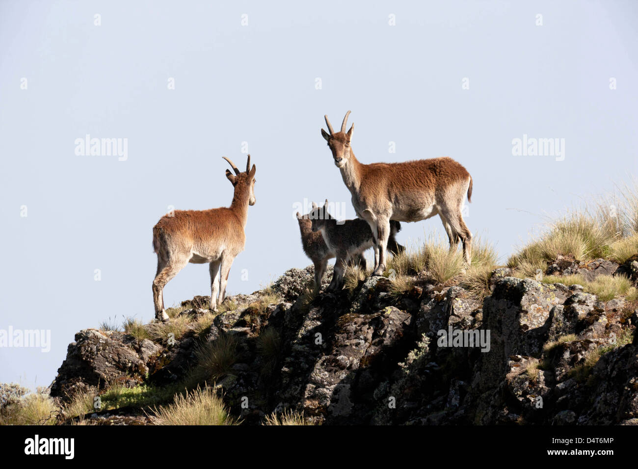 Walia Ibex (Capra walie), Semien Mountains National Park, Ethiopia ...