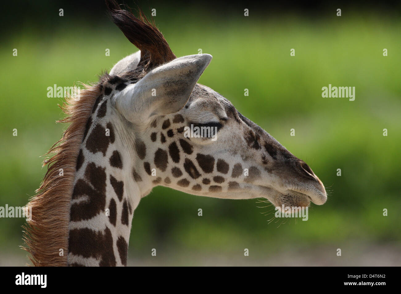 Giraffe jumping hi-res stock photography and images - Alamy