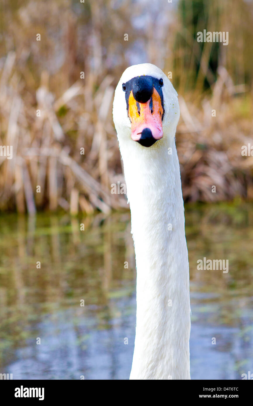 Running grounds hi-res stock photography and images - Alamy