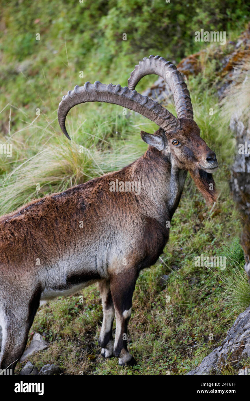 Walia Ibex (Capra walie), Semien Mountains National Park, Ethiopia ...