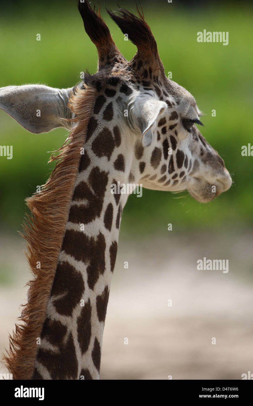 Giraffe jumping hi-res stock photography and images - Alamy