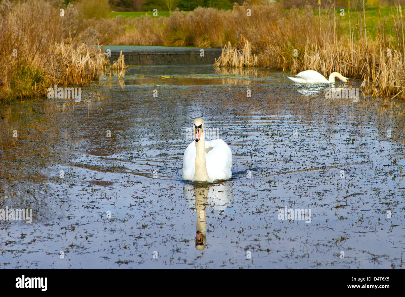 Marks Hall Estate, Braintree, Essex. A view inside the grounds on a ...