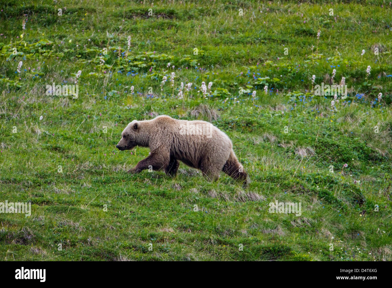 Female (Sow) Grizzly bear (Ursus arctos horribilis), Sable Pass, Denali ...