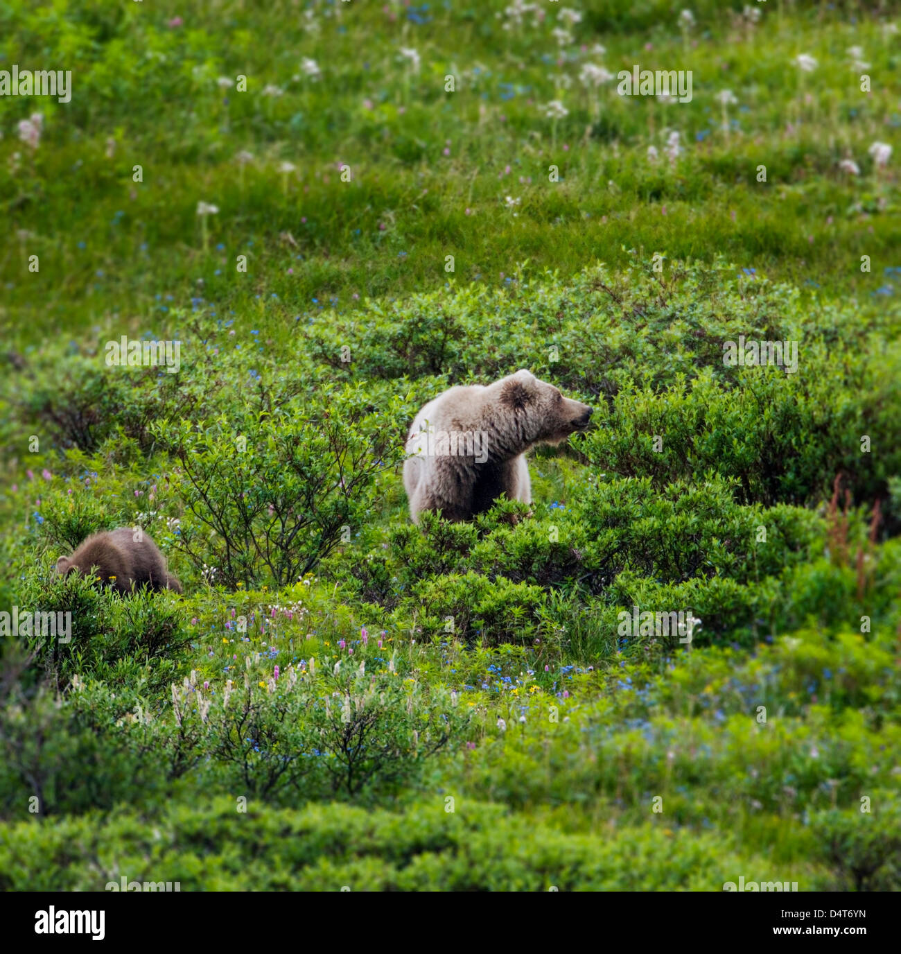 Female (Sow) Grizzly bear (Ursus arctos horribilis), with cubs, Sable ...
