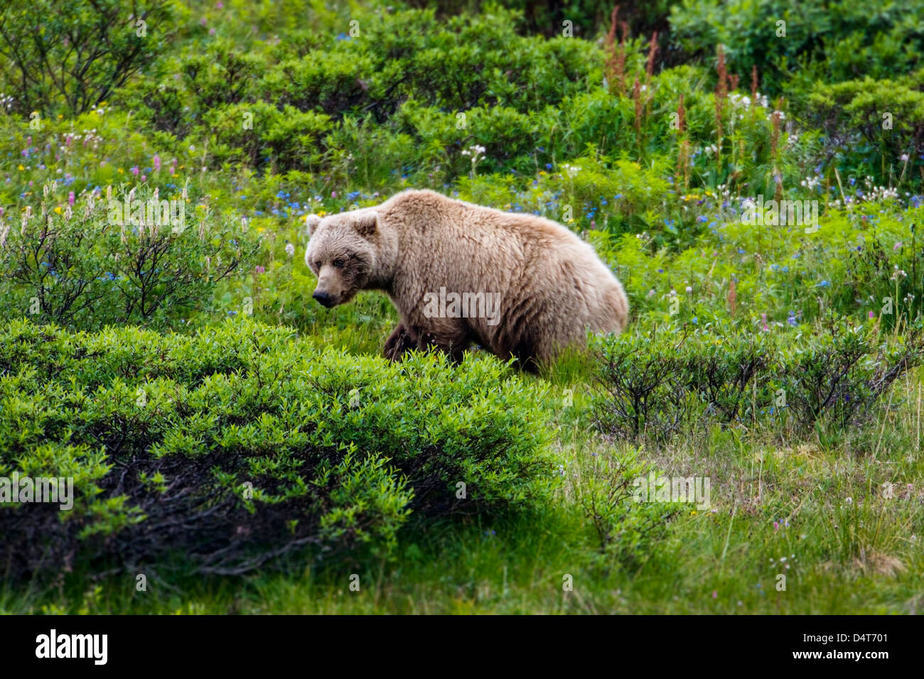 Female (Sow) Grizzly bear (Ursus arctos horribilis), with cubs, Sable ...