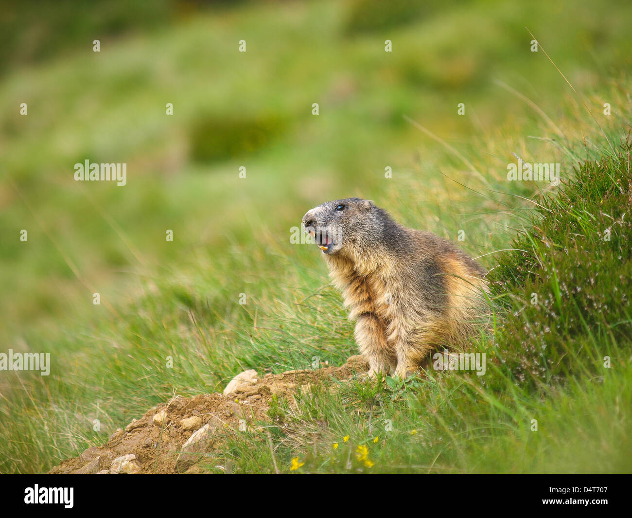Alpine marmot (Marmota marmota) on rock giving a cry of alarm Stock ...