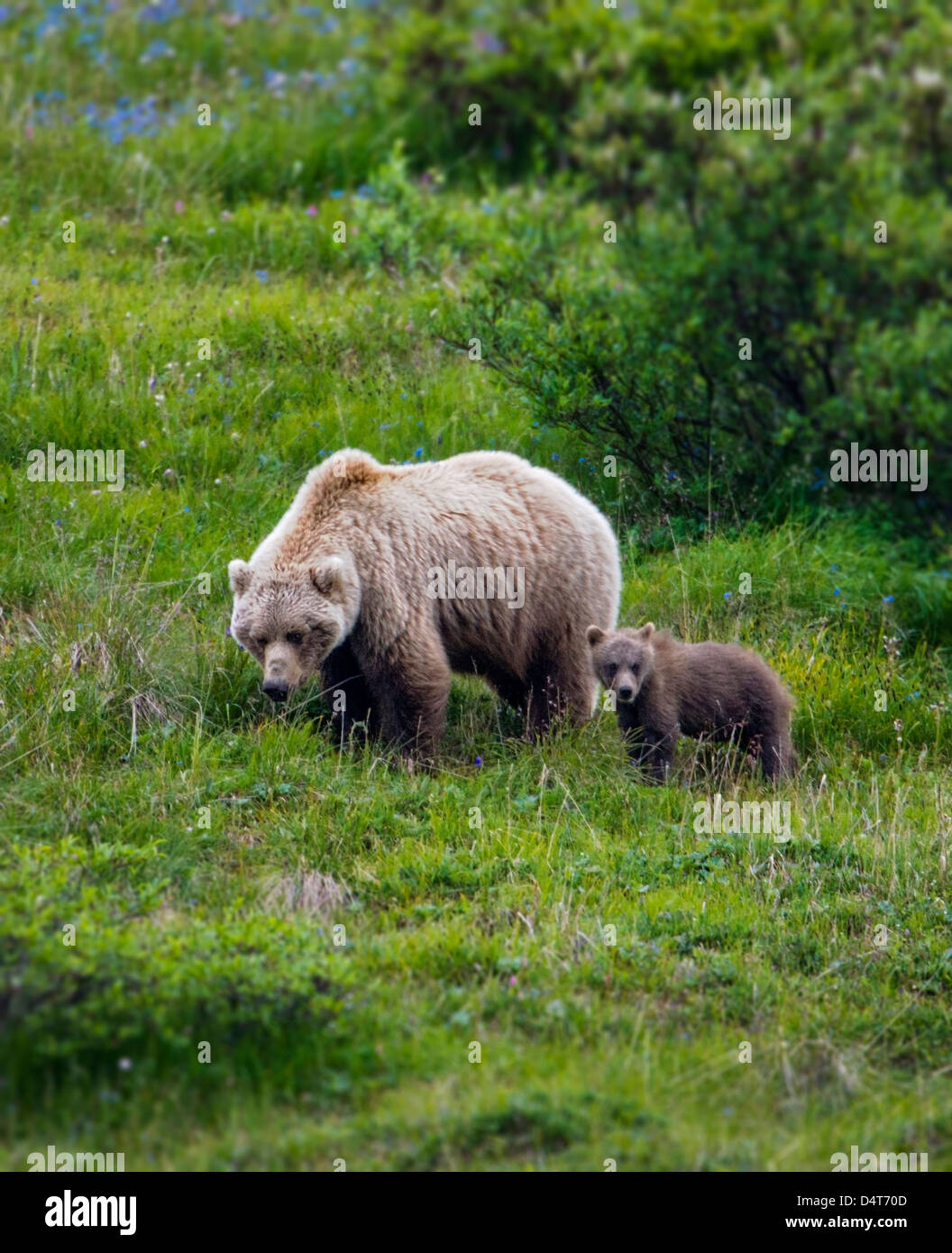 Female (Sow) Grizzly bear (Ursus arctos horribilis), with cubs, Sable ...