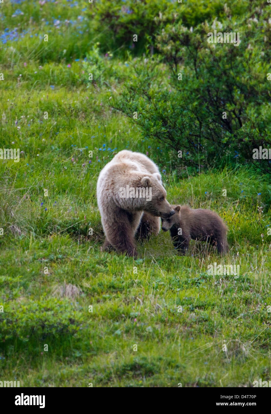Polar bear mother and baby cub hi-res stock photography and images - Alamy