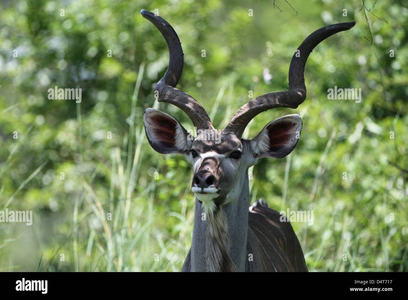 Kudu jumping hi-res stock photography and images - Alamy