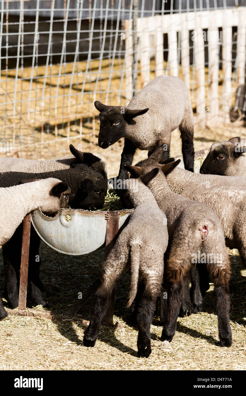 Lamds hi-res stock photography and images - Alamy