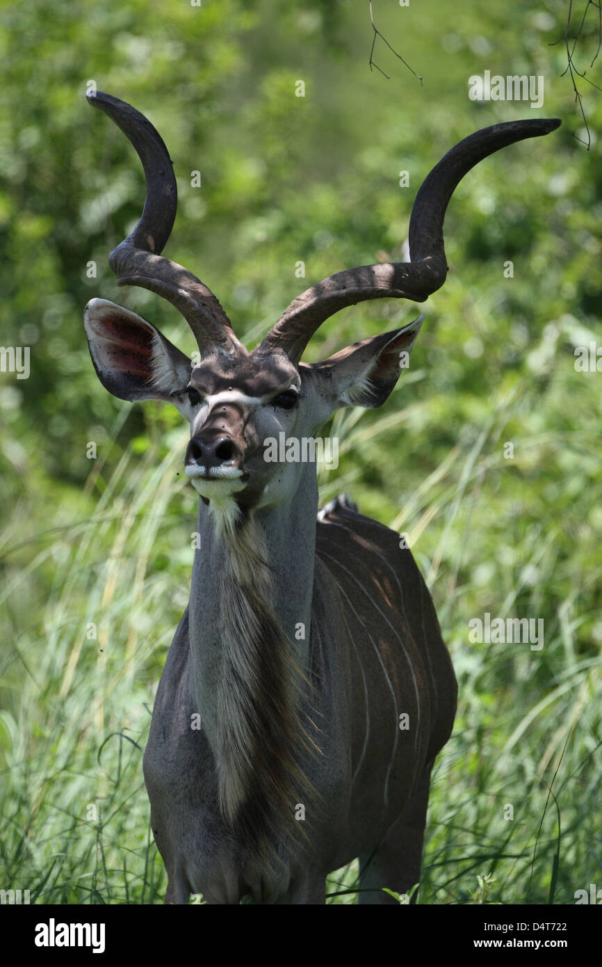 Jumping kudu hi-res stock photography and images - Alamy