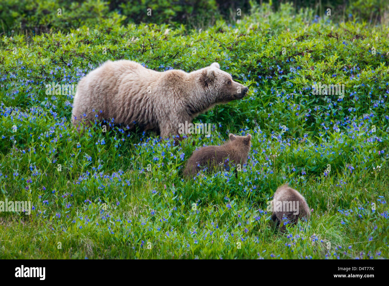 Female (Sow) Grizzly bear (Ursus arctos horribilis), with cubs, Sable ...