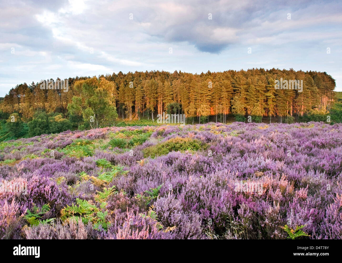 Path across heather in bloom heathland hills view towards Sherbrook ...
