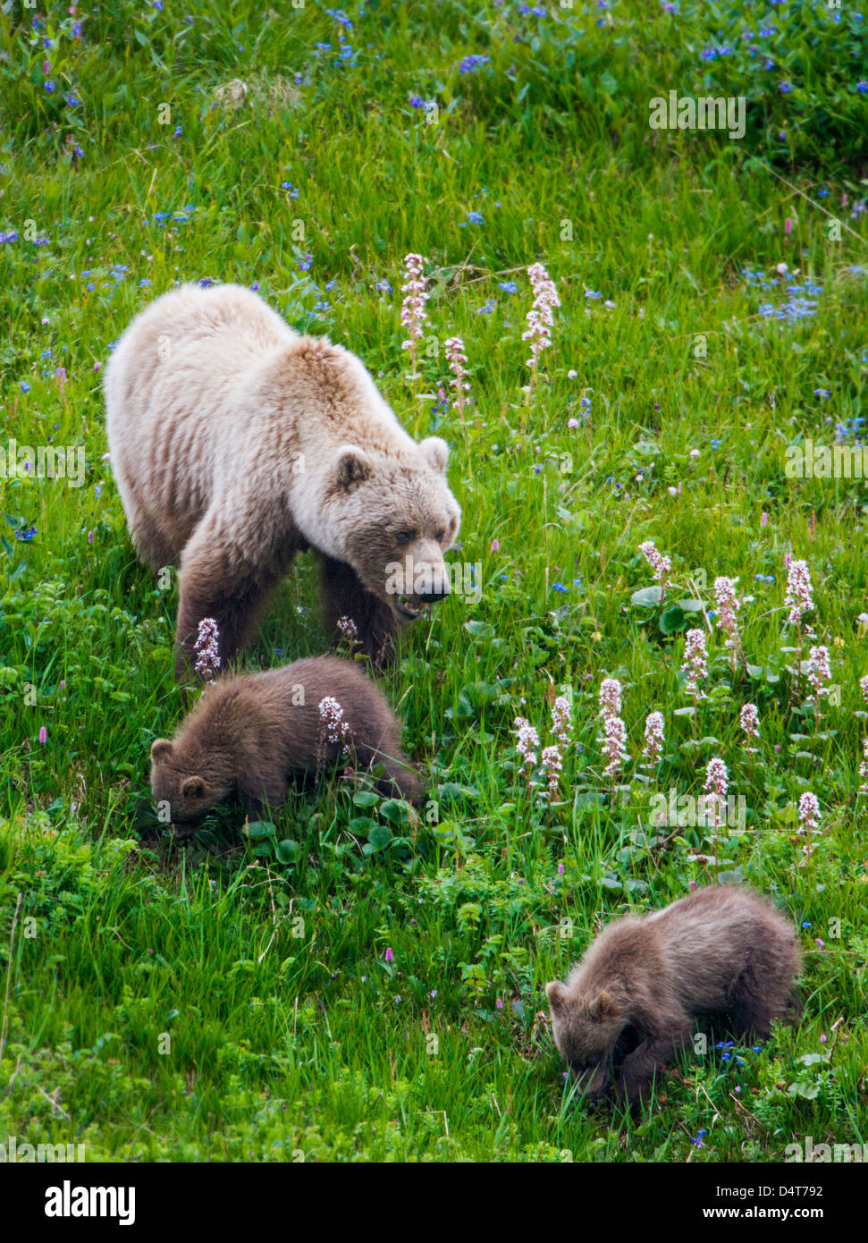 Female (Sow) Grizzly bear (Ursus arctos horribilis), with cubs, Sable ...