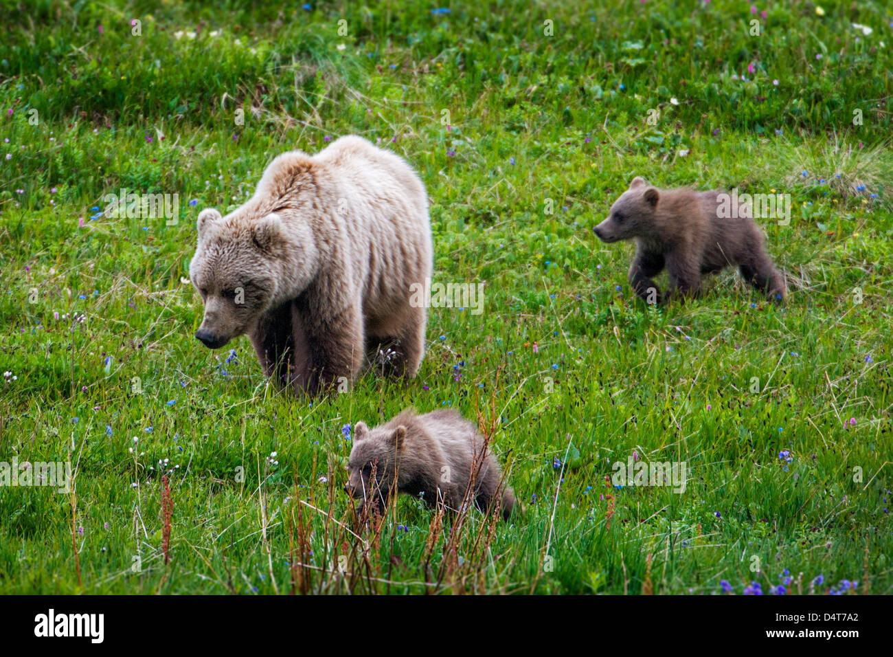 Female (Sow) Grizzly bear (Ursus arctos horribilis), with cubs, Sable ...