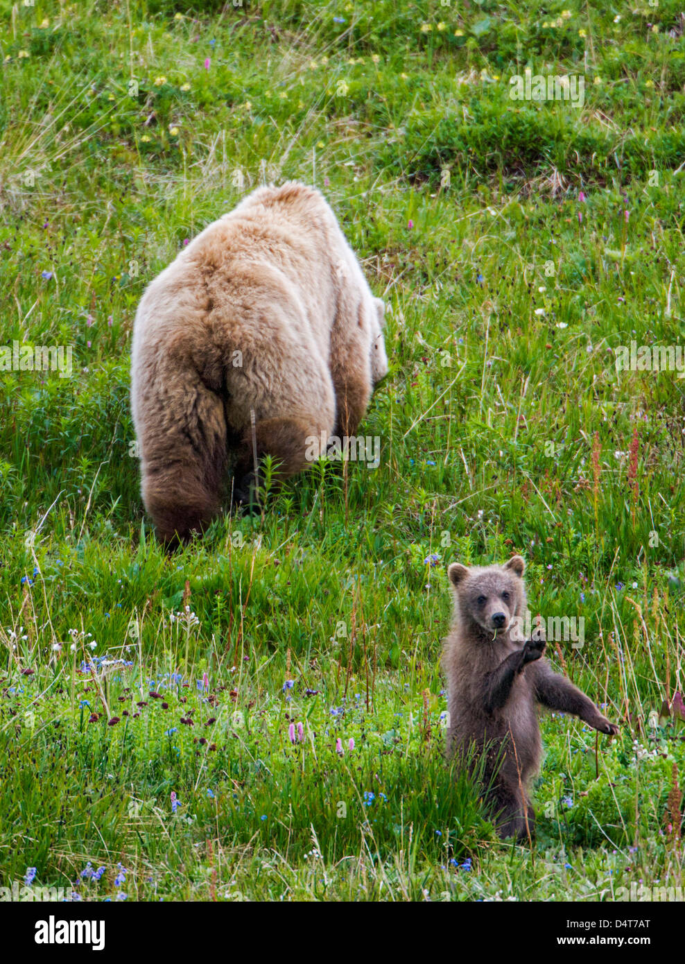 Female (Sow) Grizzly bear (Ursus arctos horribilis), with cubs, Sable ...