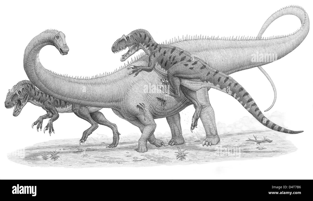 A group of Allosaurus attack a giant Diplodocus dinosaur Stock Photo ...