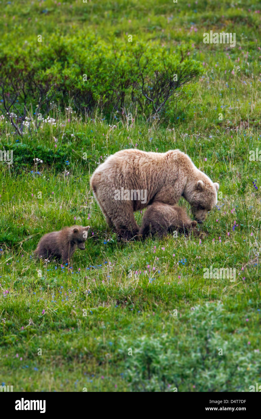 Female (Sow) Grizzly bear (Ursus arctos horribilis), with cubs, Sable ...