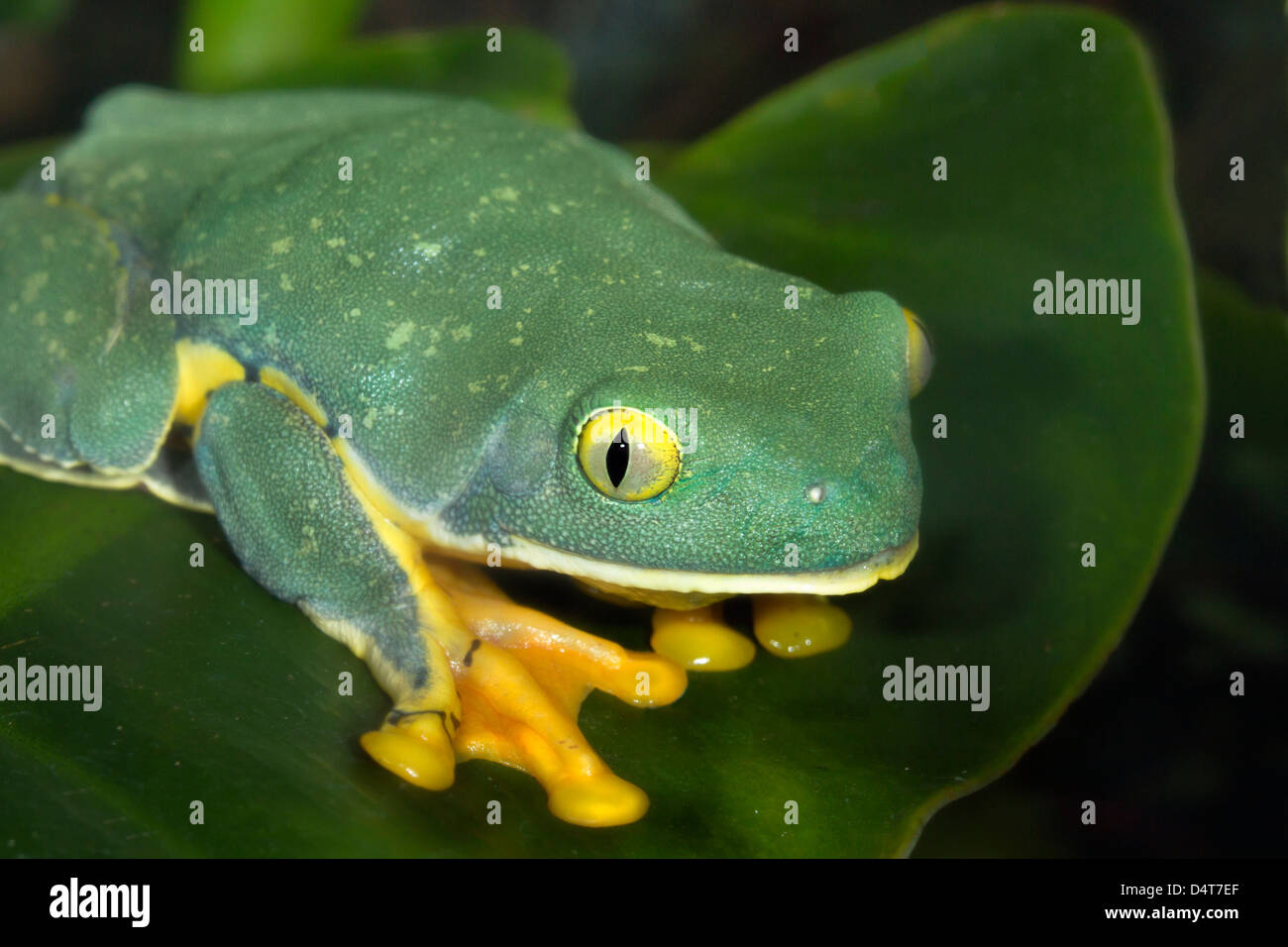 The splendid leaf frog (Cruziohyla calcarifer) in rainforest, close up ...