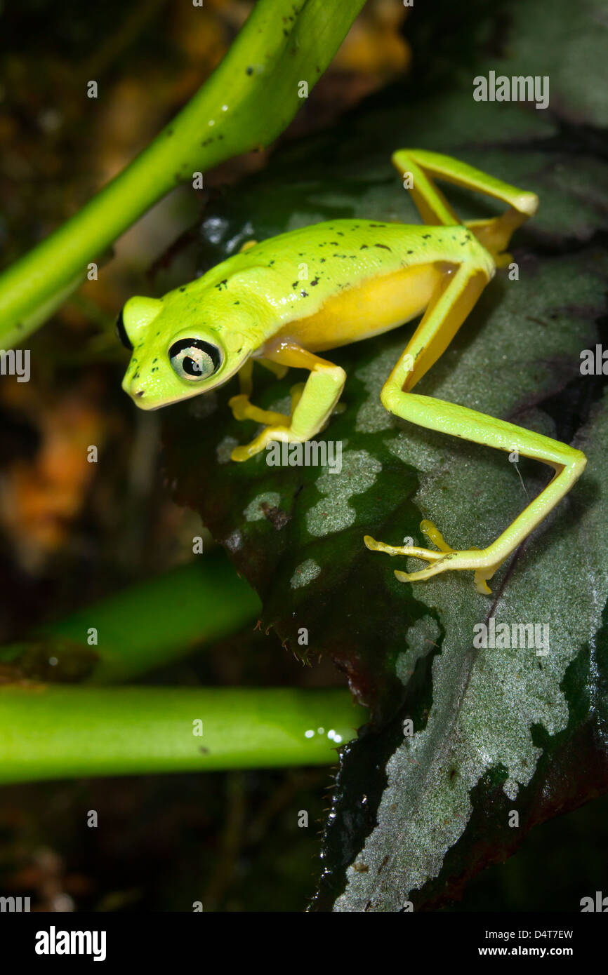 Lemur leaf frog (Agalychnis lemur) at Atlanta Botanical Garden Stock ...