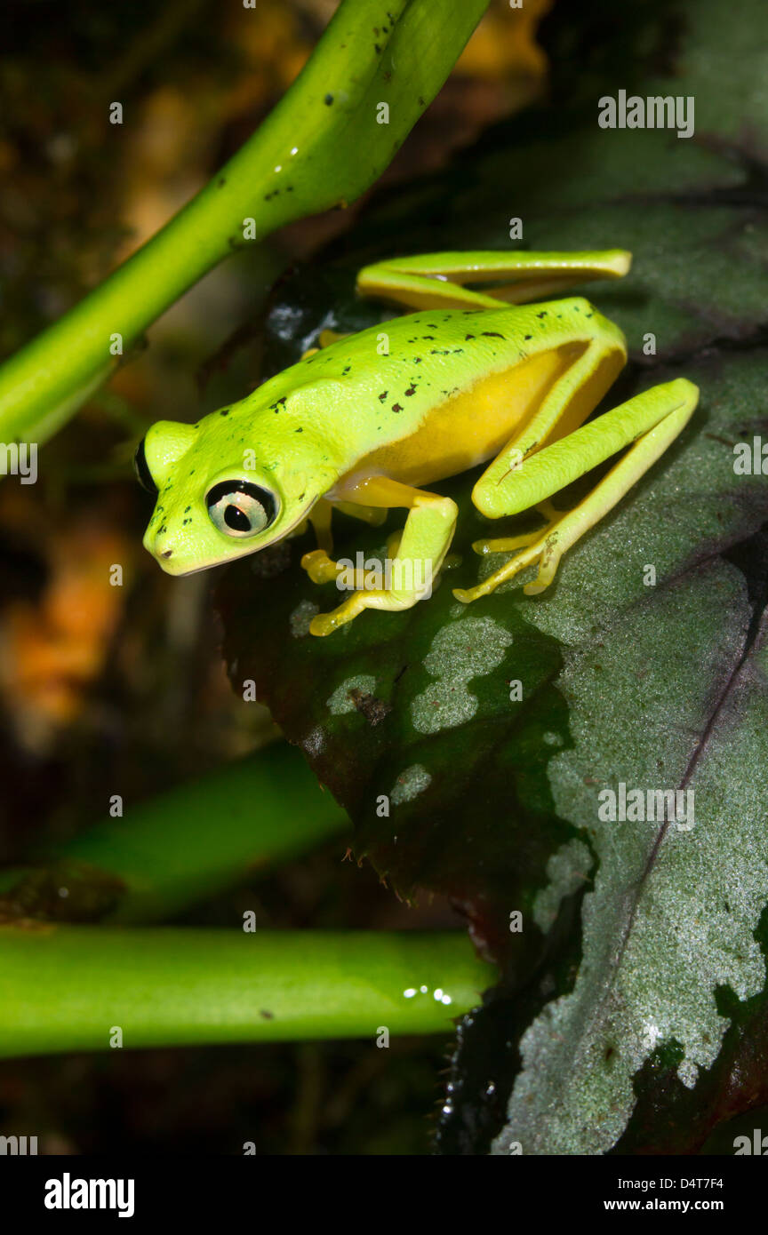 Lemur leaf frog (Agalychnis lemur) at Atlanta Botanical Garden Stock ...