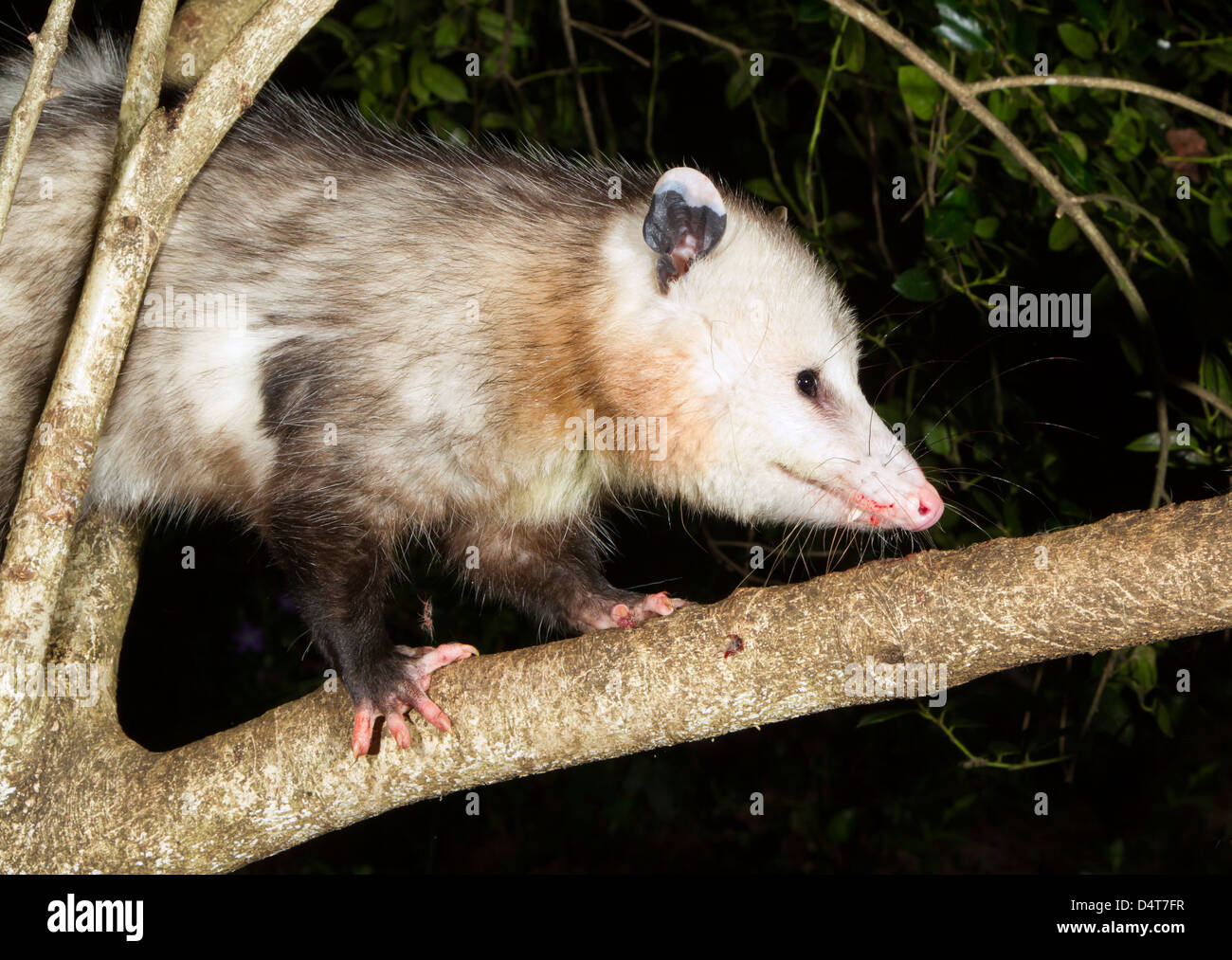 Virginia opossum (Didelphis virginiana) in the tree at night Stock ...