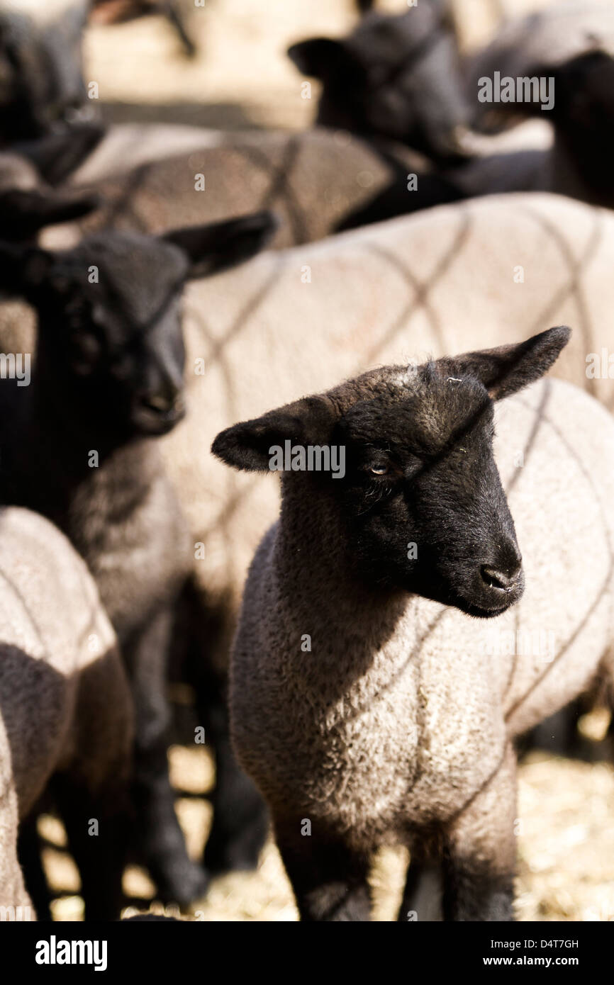 Lamds hi-res stock photography and images - Alamy