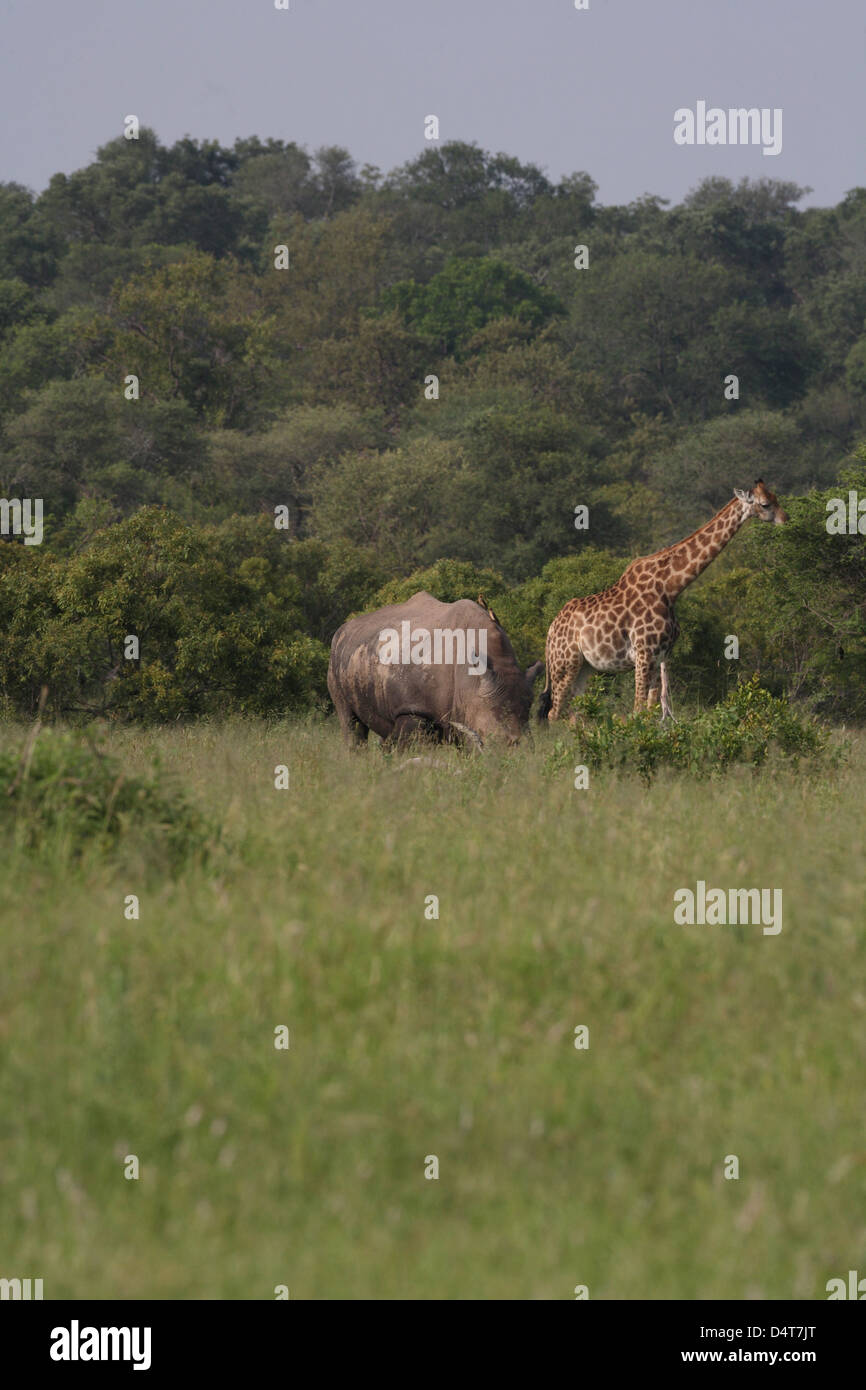 Giraffe jumping hi-res stock photography and images - Alamy