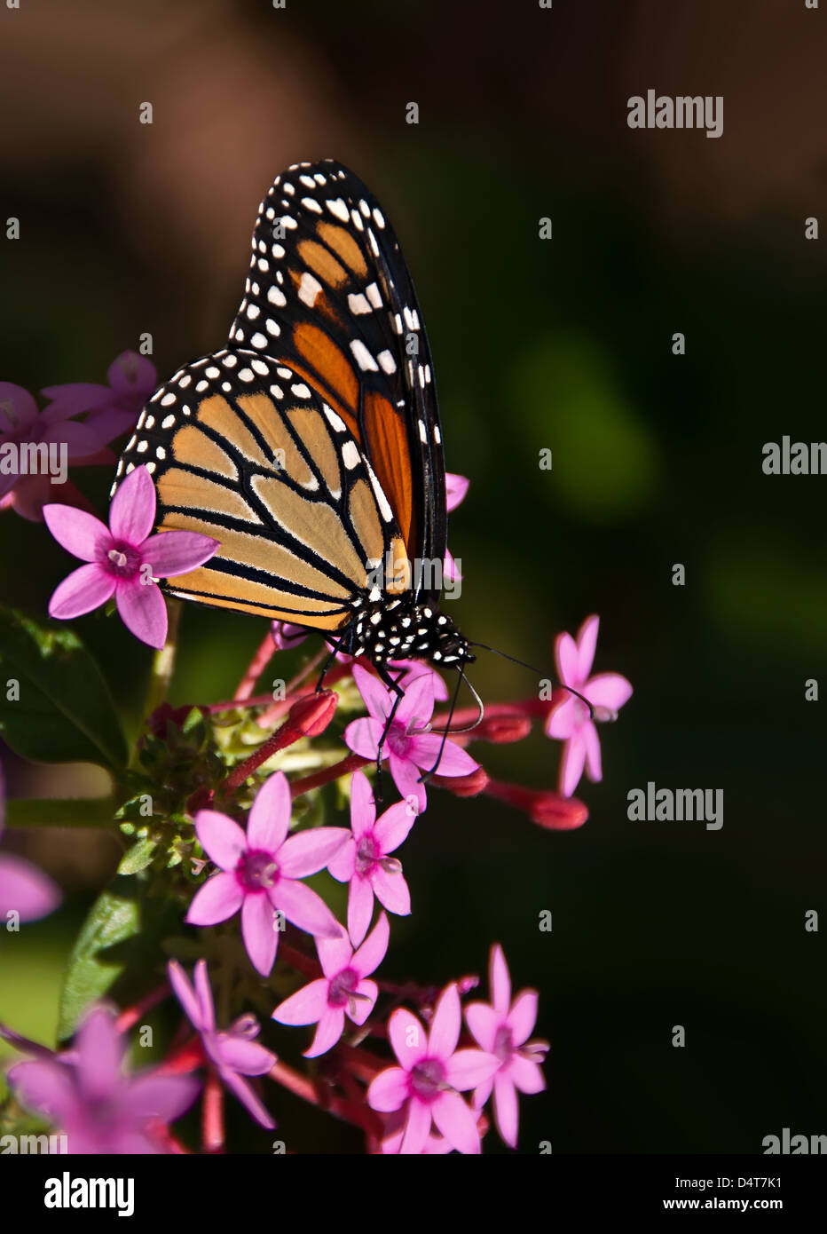 Monarch butterfly eye hi-res stock photography and images - Alamy