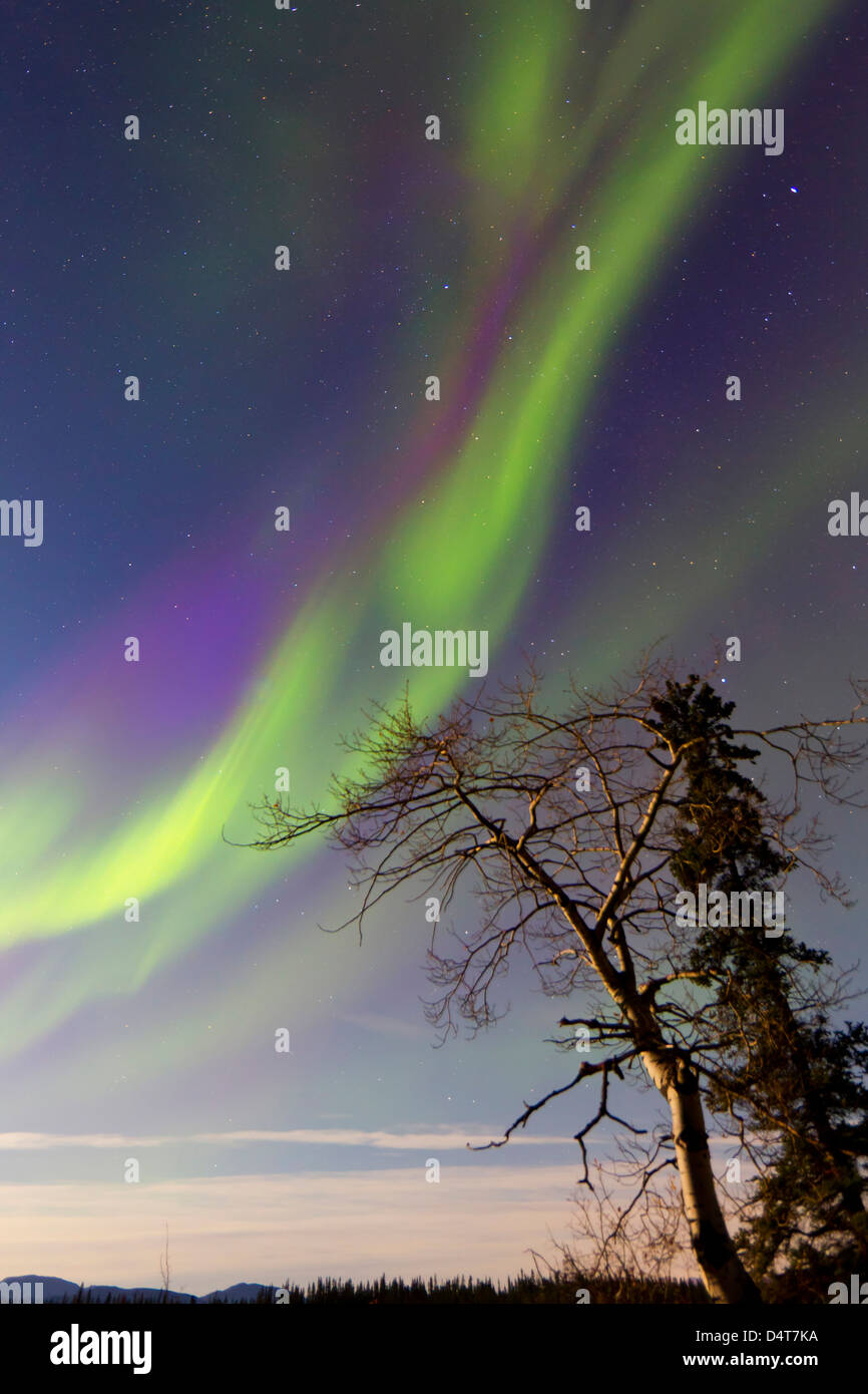 Aurora Borealis with moonlight and trees, Whitehorse, Yukon, Canada ...