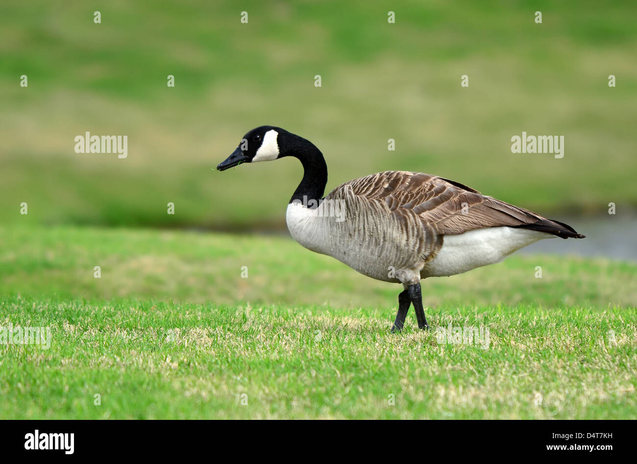 Canada Goose strolling in the park Stock Photo - Alamy