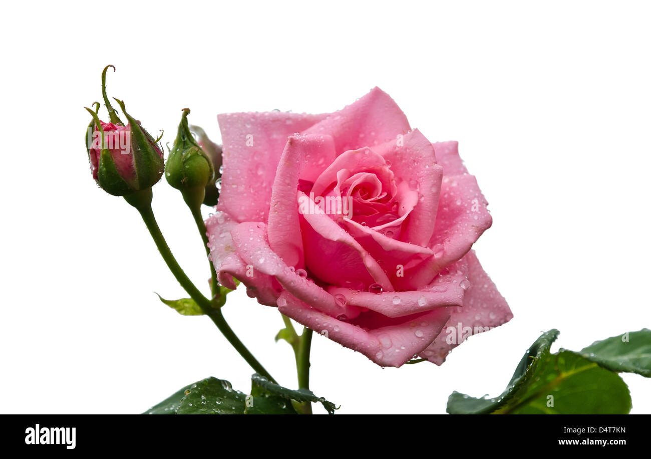 Pink rose with water droplets over white Stock Photo - Alamy