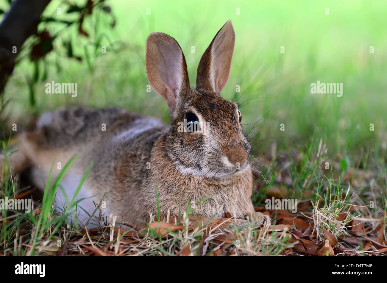 Cute cottontail bunny rabbit laying under tree in the garden Stock ...