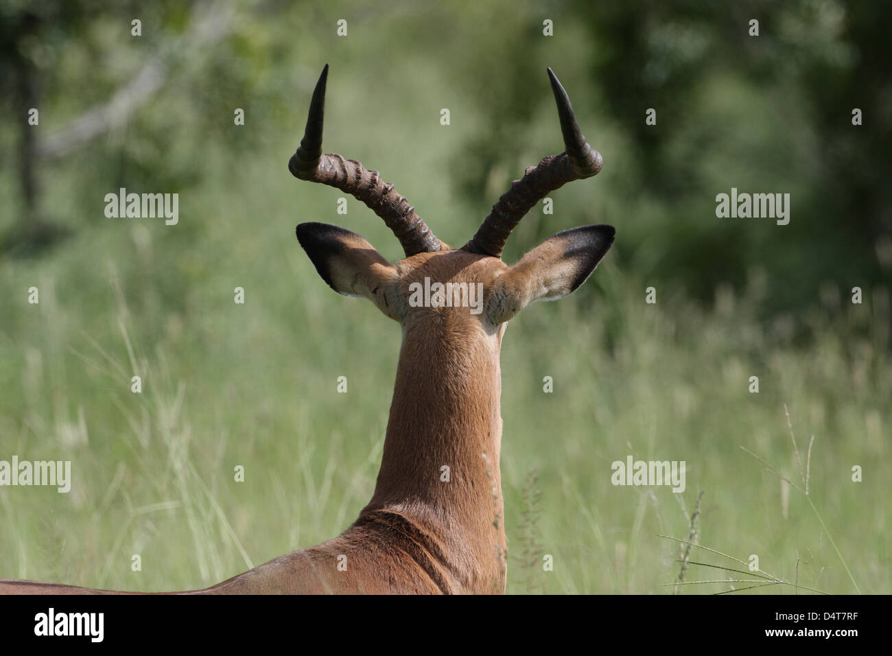 Impala tail hi-res stock photography and images - Alamy
