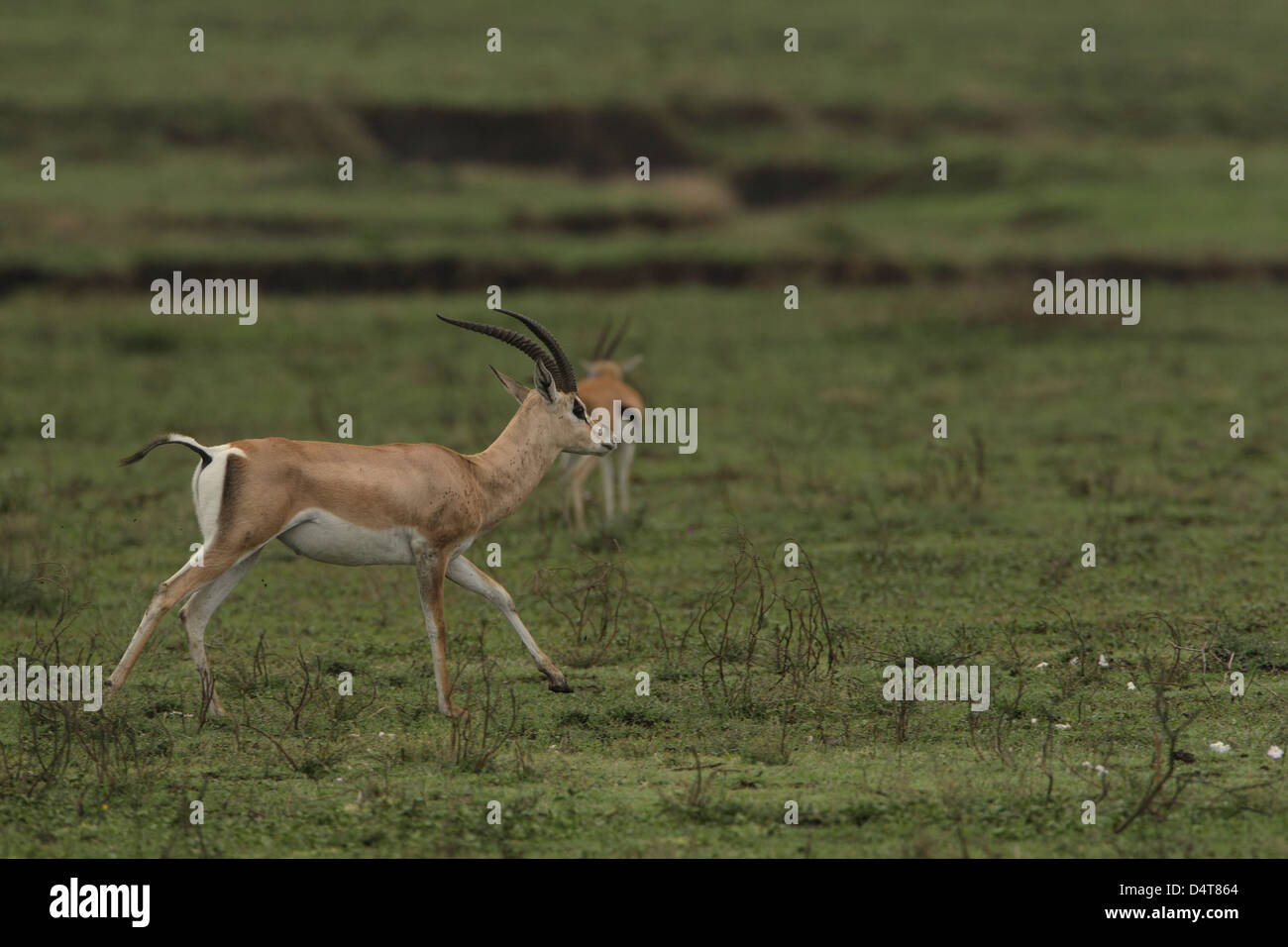 Gazelle jumping sunset hi-res stock photography and images - Alamy