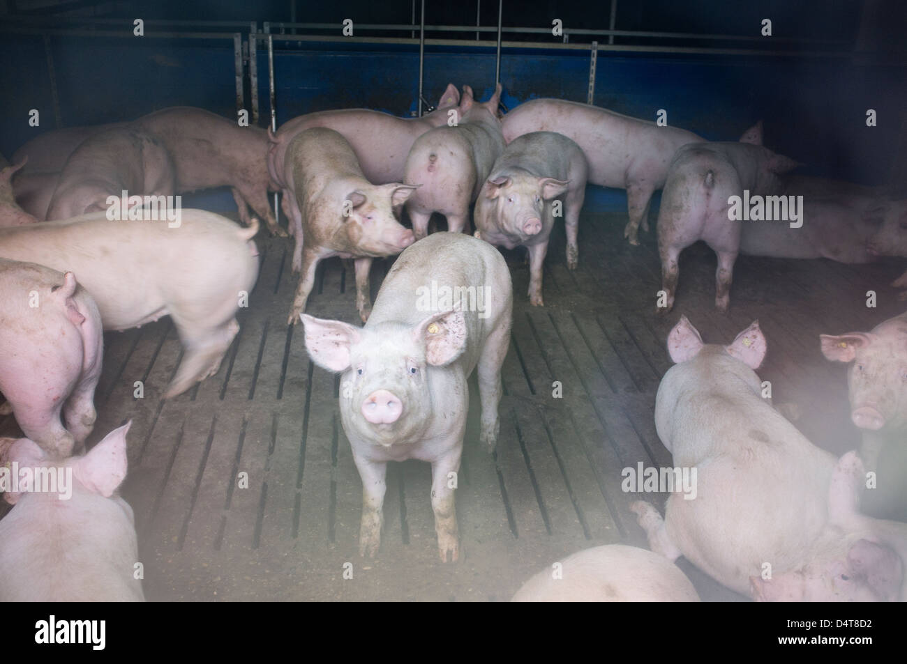 Kleve, Germany, pigs in a pig farm Stock Photo - Alamy