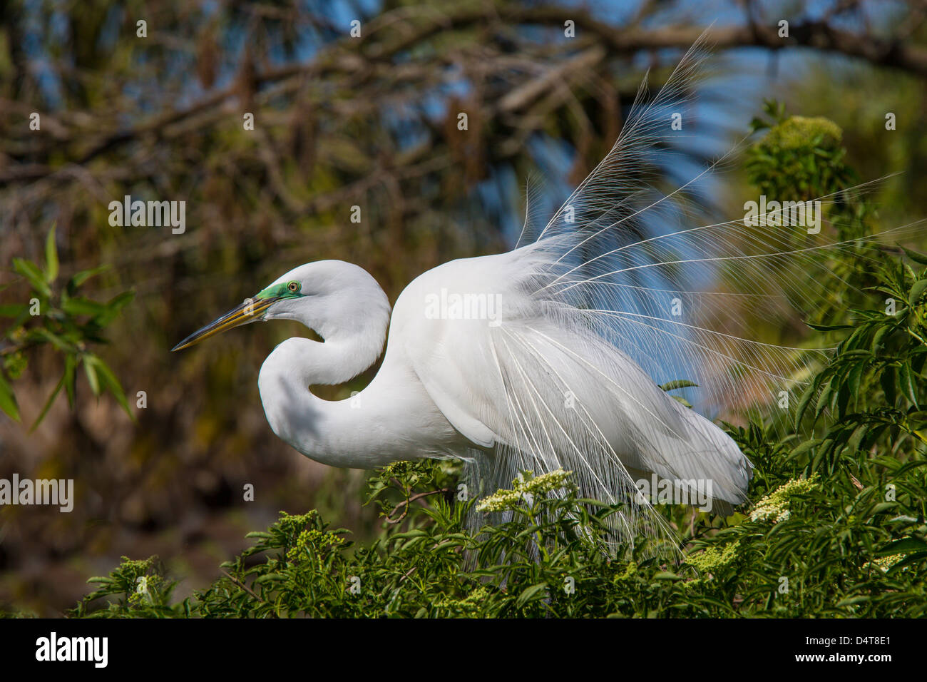 Great Egret or American Egret at Gatorland in Orlando Florida Stock ...