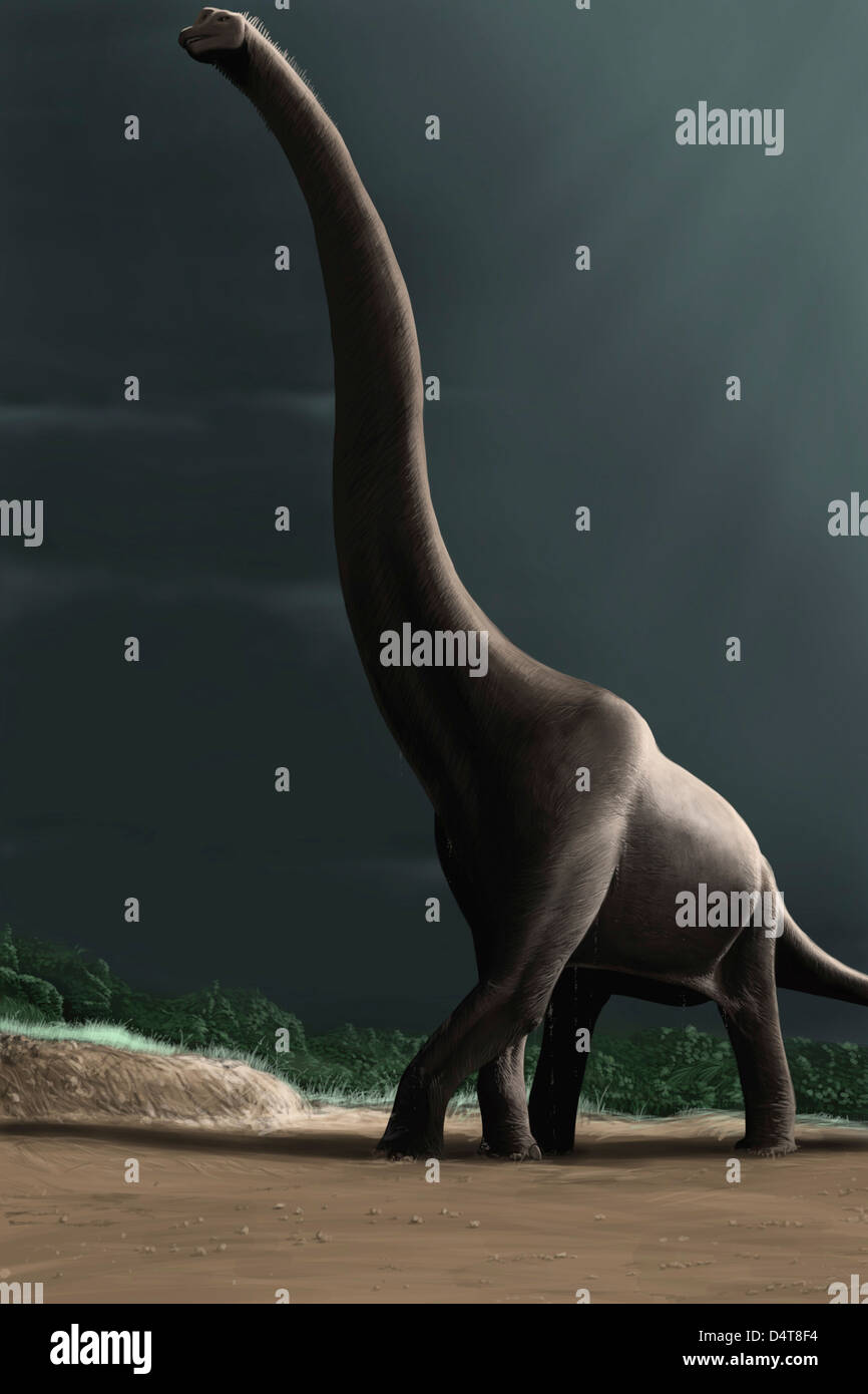 Brachiosaurus in a prehistoric landscape Stock Photo - Alamy