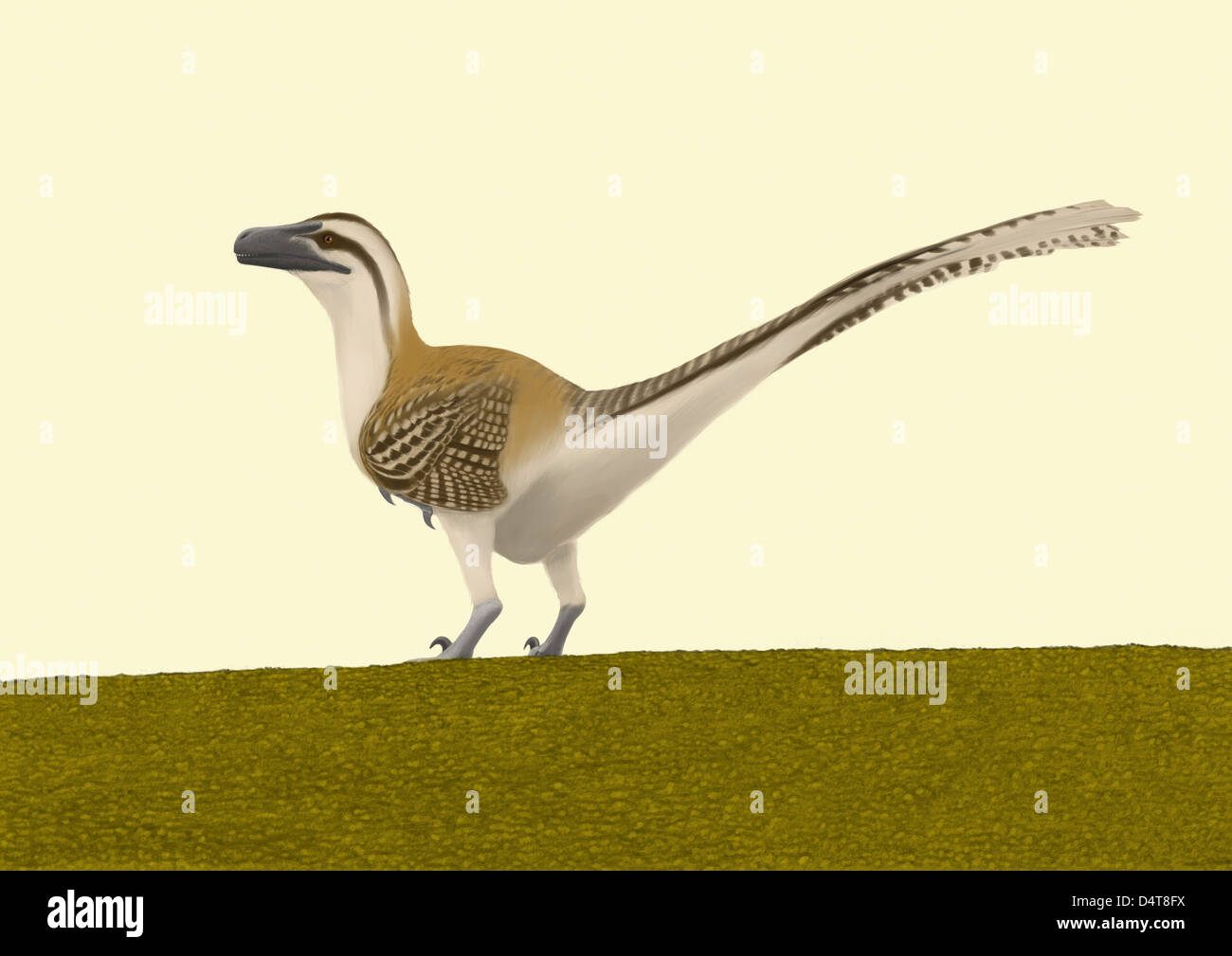 Dromaeosaurus hi-res stock photography and images - Alamy