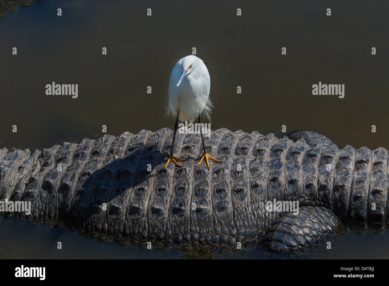 Bird sitting on Alligator at Gatorland in Orlando Florida Stock Photo ...