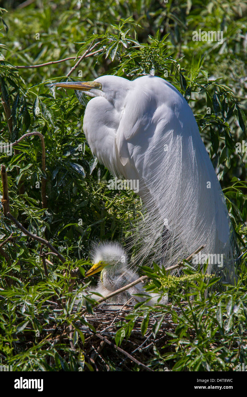 Great Egret or American Egret with chick on nest at Gatorland in ...