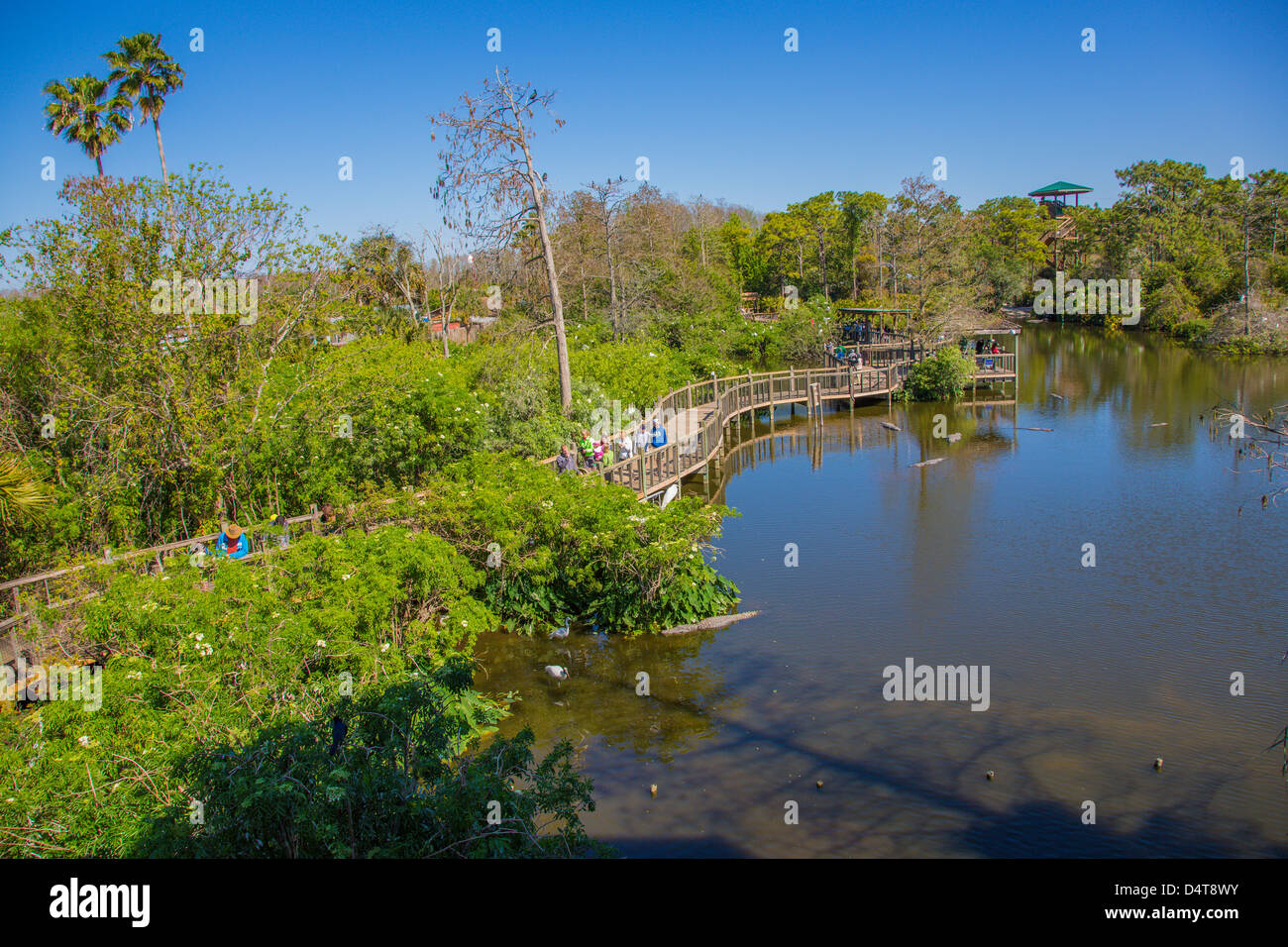 Boardwalk bird rookery and pond at Gatorland in Orlando Florida Stock ...